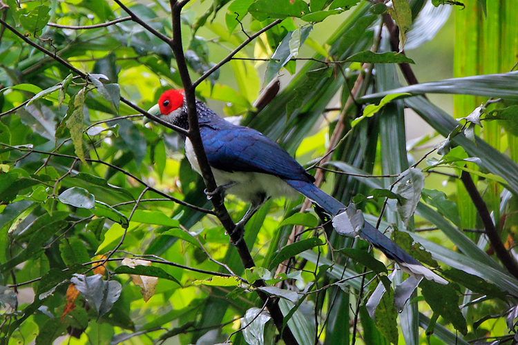 Sri Lankan Endemic Birds: Watha Rathu Malkoha - Red-Faced Malkoha ...