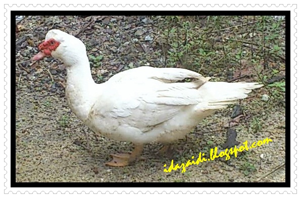 Bermula Ceritaku : Itik