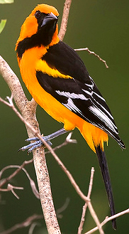Aves en El Salvador: CHILTOTAS