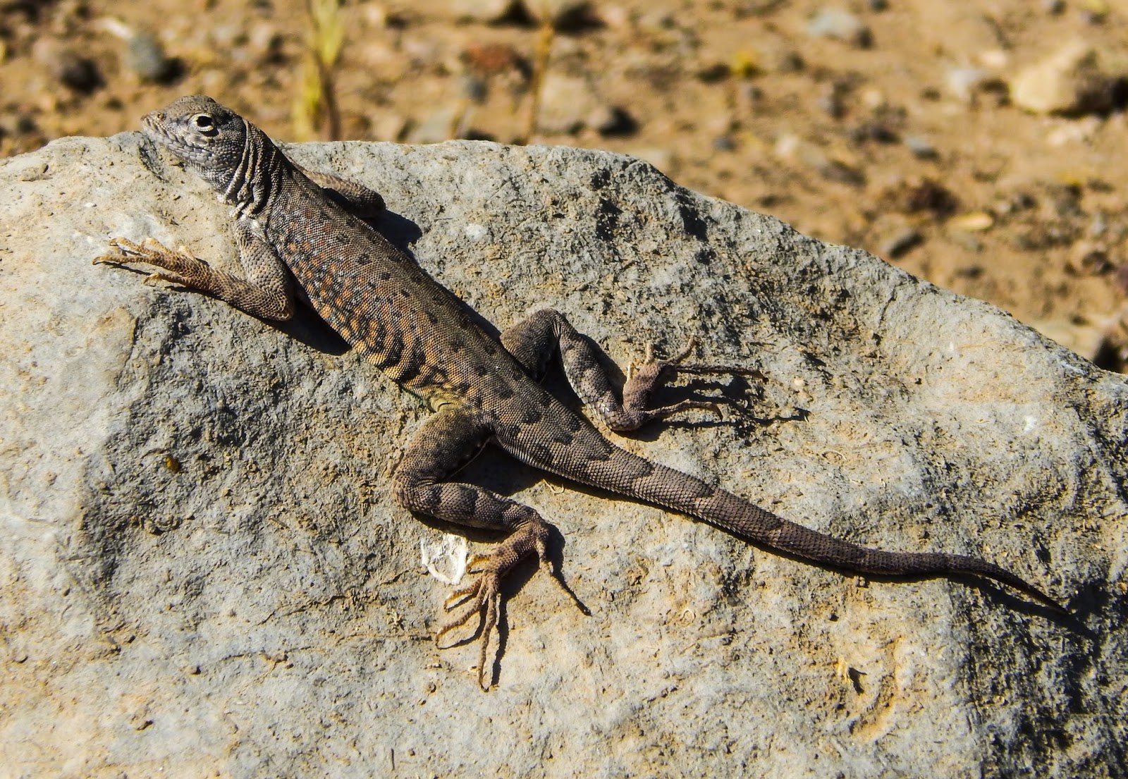 Walking Arizona: Long Toes