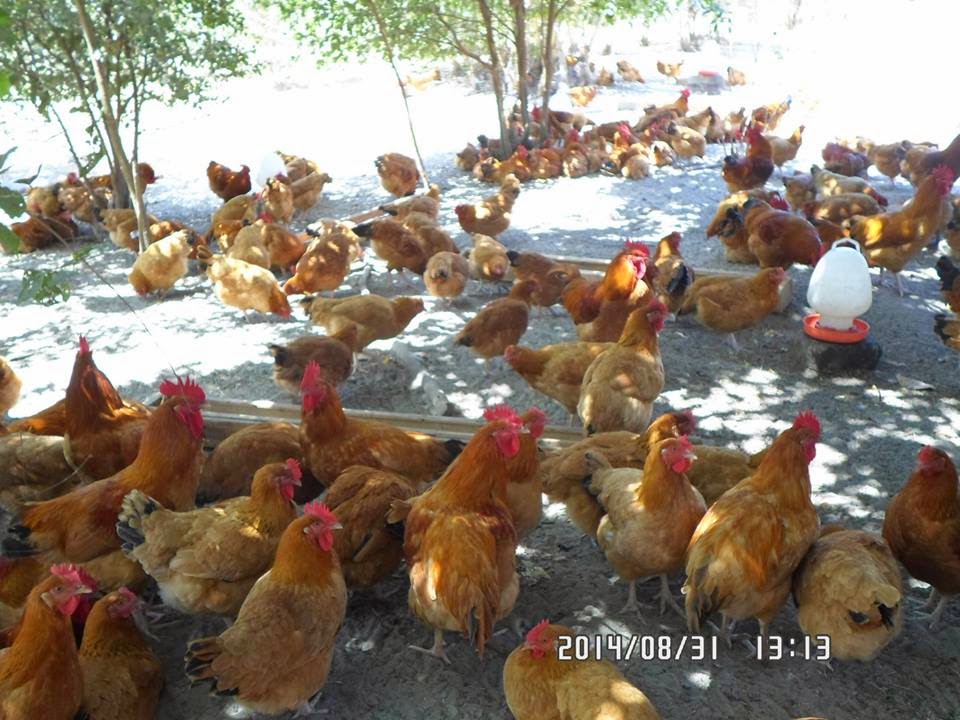 Eastern Grade Farm: UFUGAJI WA KUKU WA MAYAI NA UPATIKANAJI WA VIFARANGA