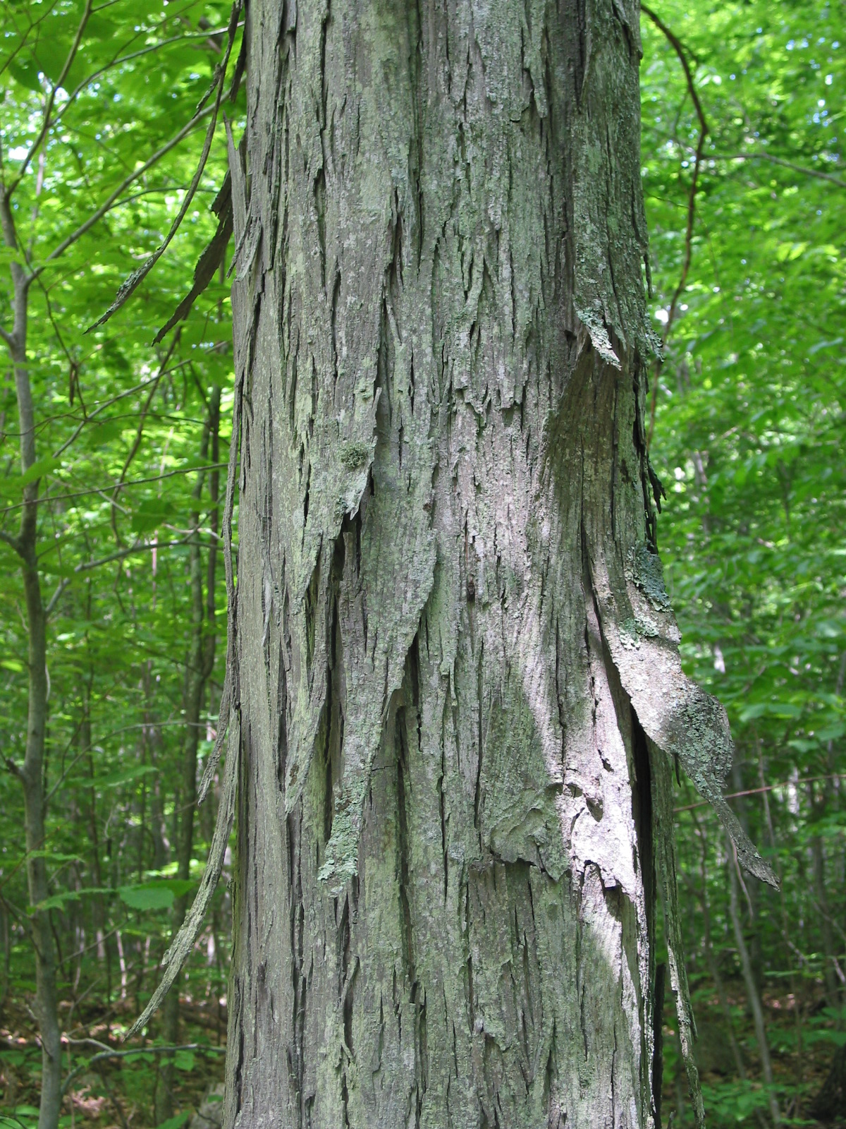 Spicebush Log: Bark