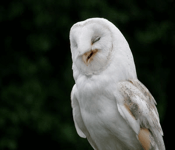 Owls ,That Come Out At Night | Animal Lestari | All about Animals