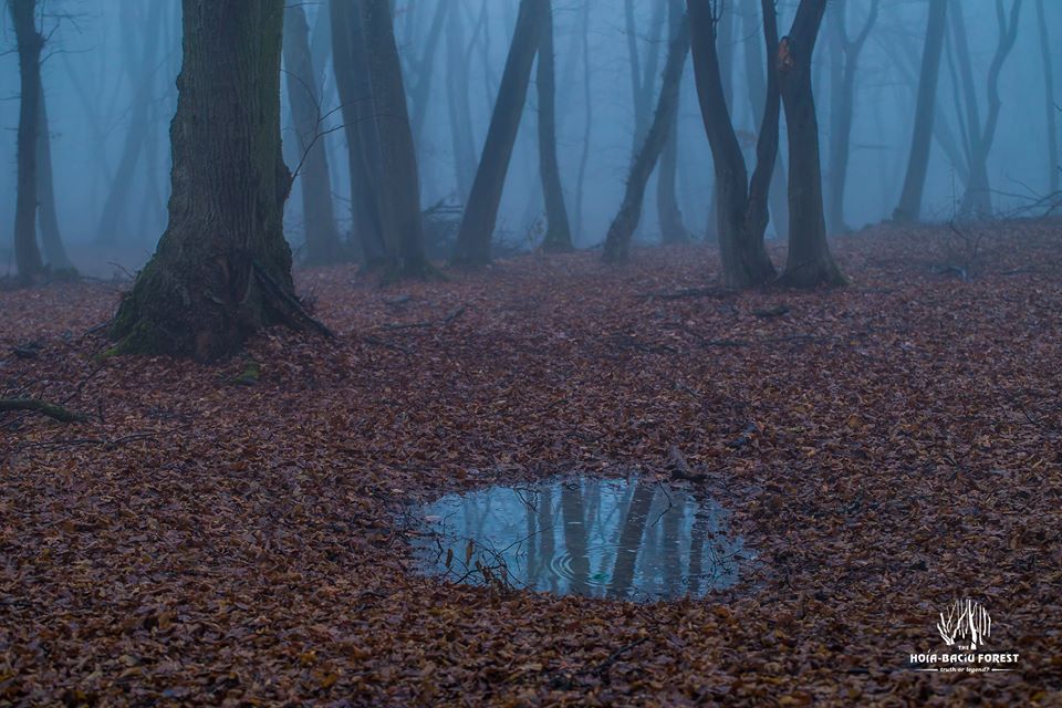 Foto travel: Lansarea proiectului "The Hoia-Baciu Forest Truth or Legend"