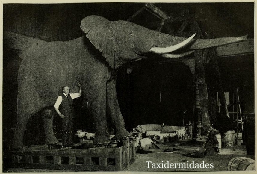Carl Akeley, padre de la Taxidermia moderna en los Estados Unidos ...