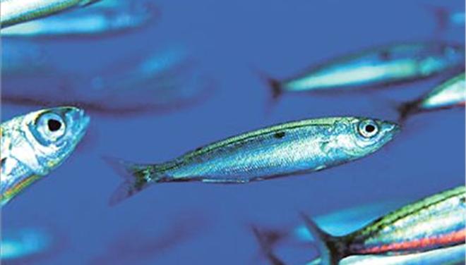 FISHING GUIDE BY HELLAS: Τα ψαρια και η εποχες τους