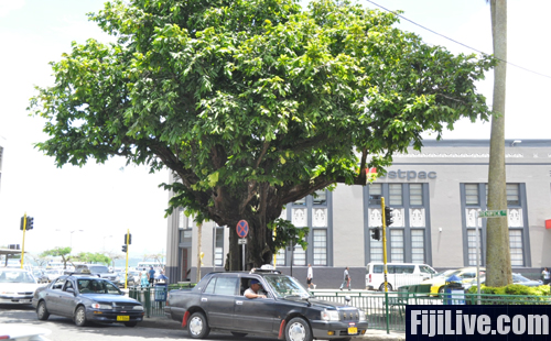 Babasiga: A tree grows in Suva town