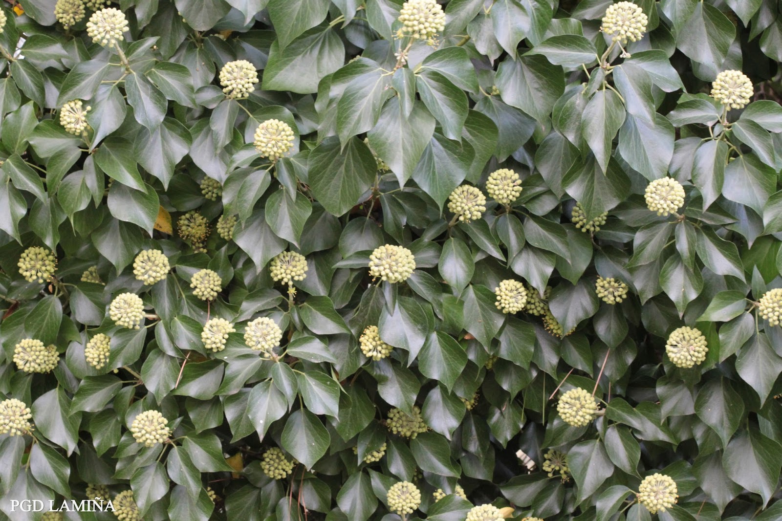 HEDERA HELIX. hiedra común o hiedra.