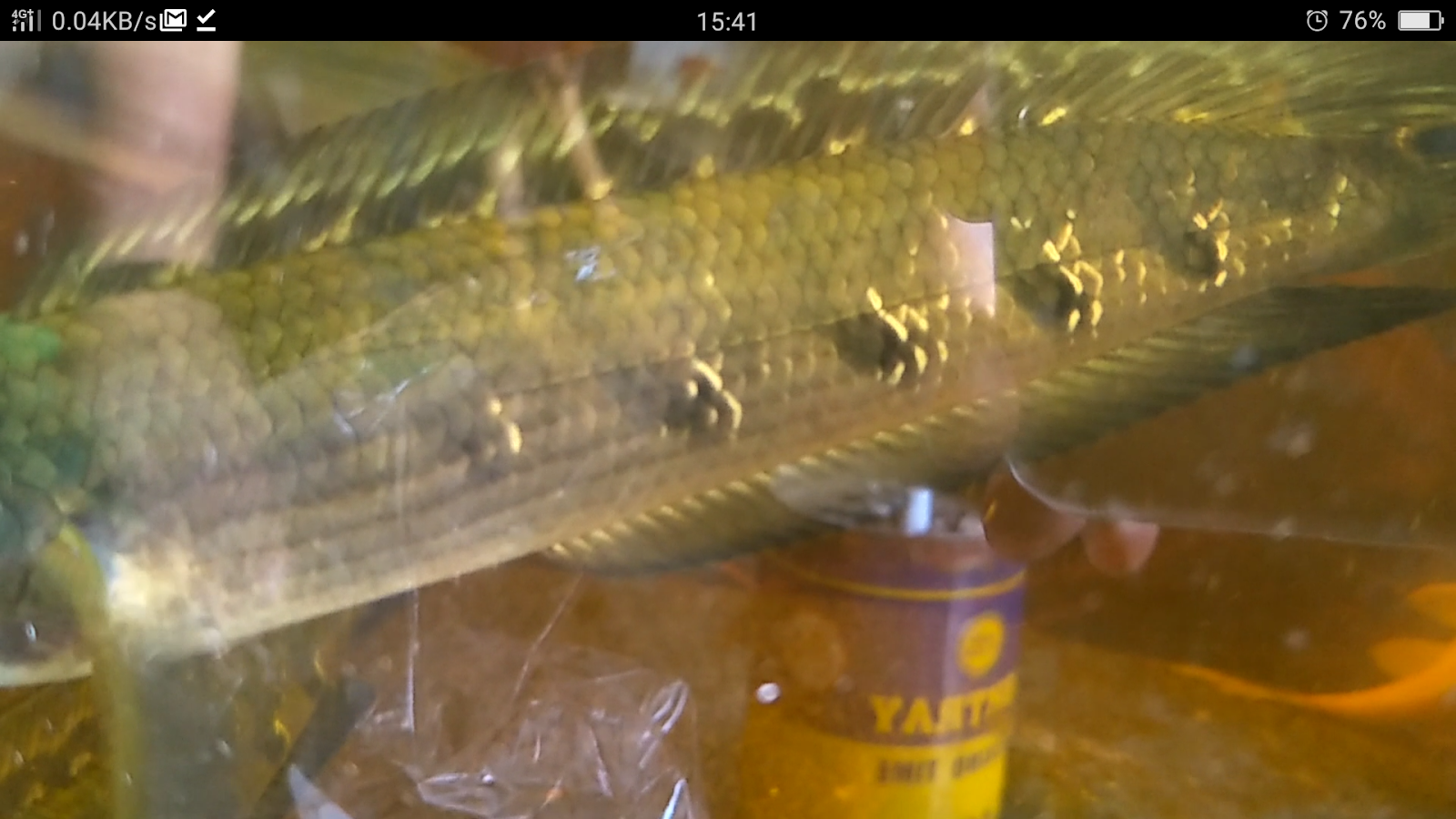 Toman Bunga Kahang var?