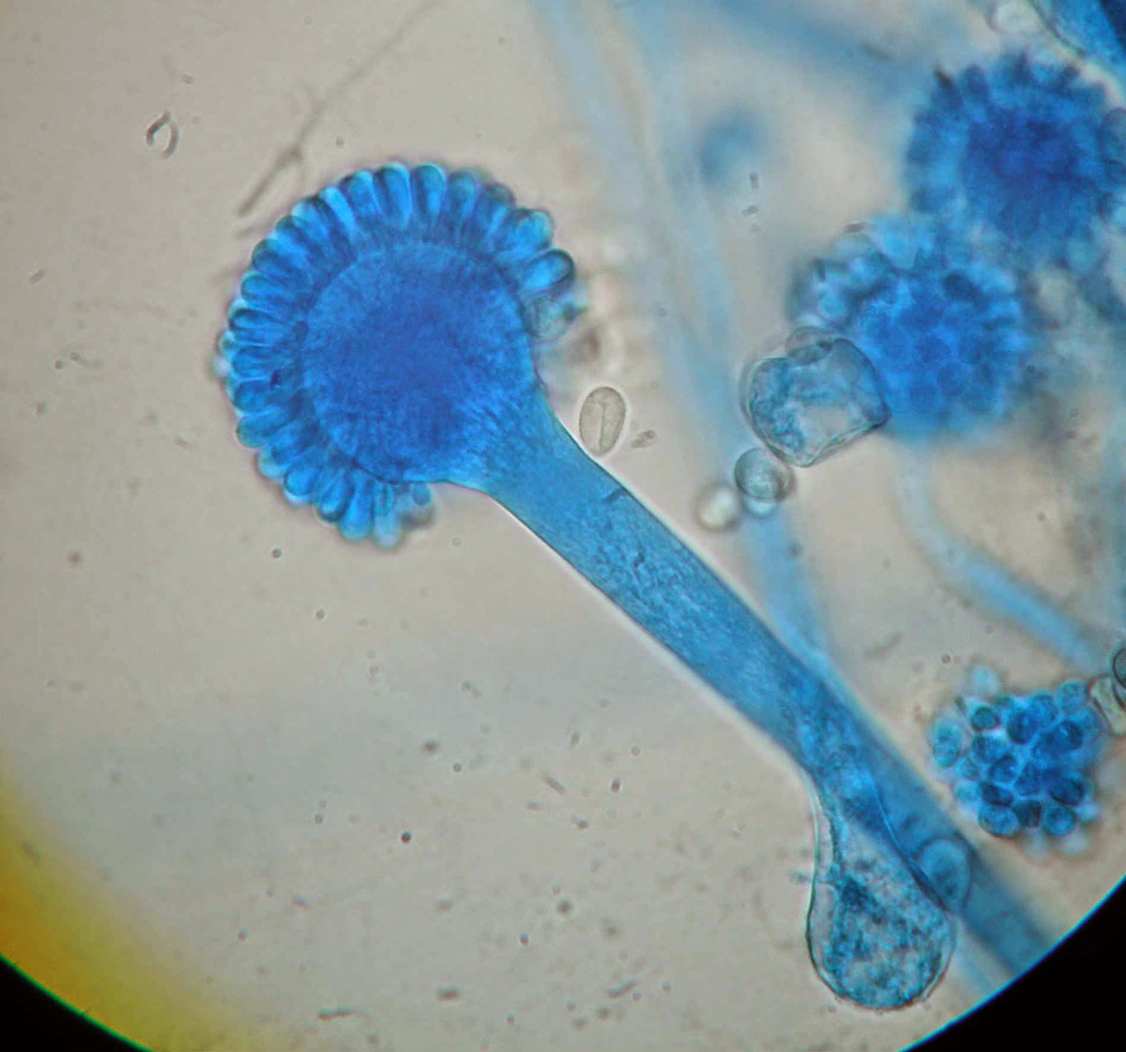 ATLAS MICOLOGIA: CUNNINGHAMELLA BERTHOLLETIAE