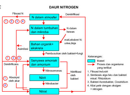 dennislouis: siklus nitrogen dan karbon dioksida