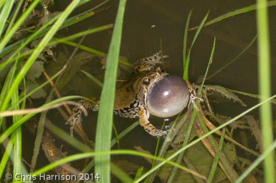 Frog Blog: Sheep FrogHypopachus variolosusKarnes County, Texas