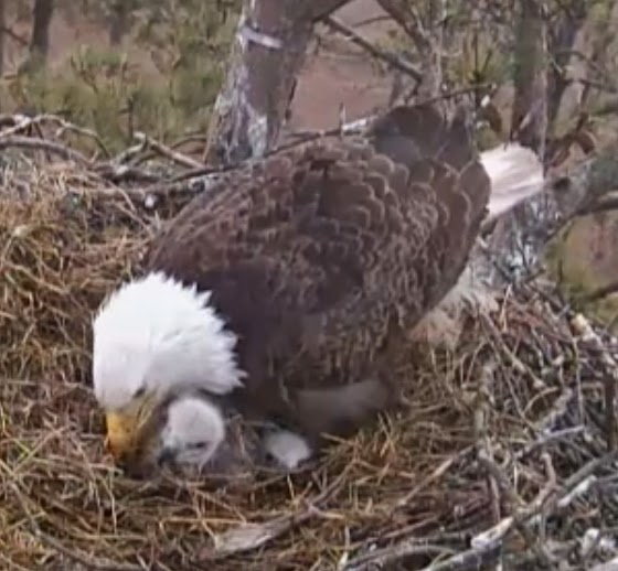 Eagles and Nature with chris7: Berry College Eagles Day 21&23 Eating A ...
