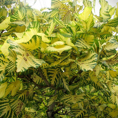 "Verdade//aspas" : 👪 Fabaceae (Erythrina indica 'picta')