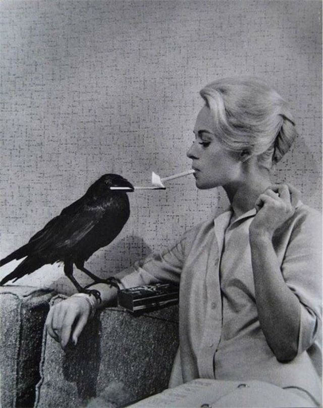 20 Amazing Publicity Photographs of Tippi Hedren for 1963 Horror ...