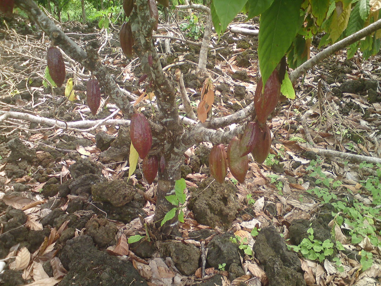 Garden Earth - Beyond sustainability: Development - of what? for what?