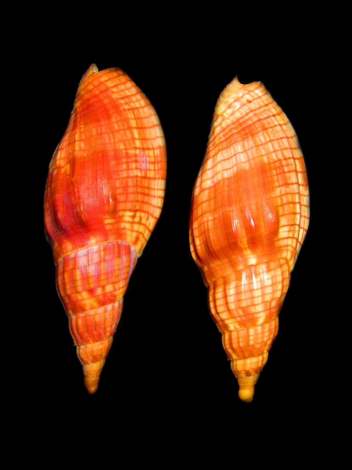 Sea Shells Enterprises: VOLUTIDAE