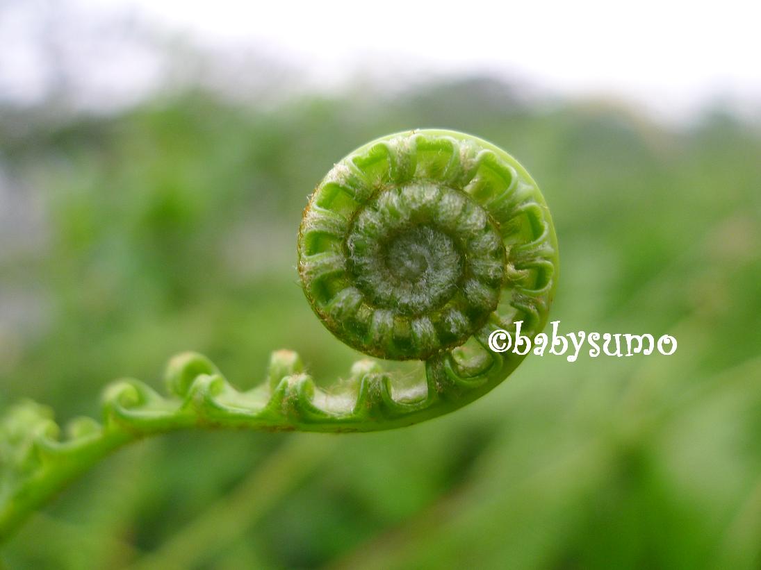 Baby Sumo Photography: Fiddlehead Fern, Just Keep on Rolling - Kuala ...