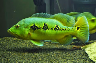 Jenis Jenis Peacock Bass /Pbass (Cichla Spesies) alias Pibas