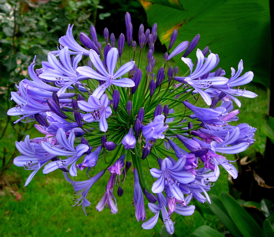 Agapanto – Agapanthus africanus
