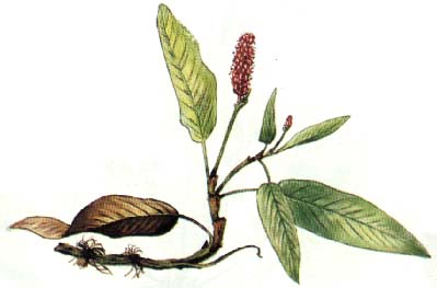 Pentru o viata naturala: Plante Medicinale T