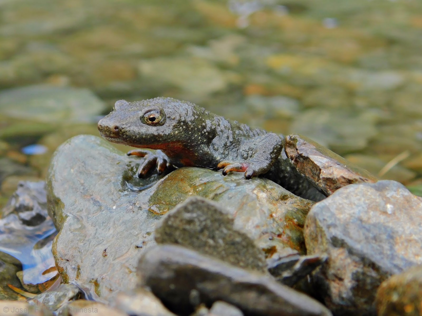 Sargantanes i Dragons: Calotriton asper - Tritó pirinenc