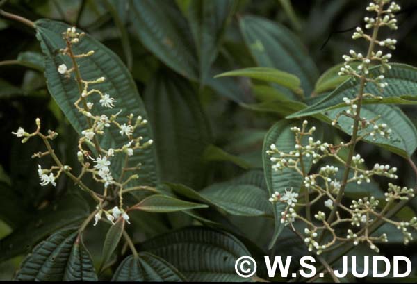 PLANT FAMILIES OF PUERTO RICO AND FLORIDA PAPO VIVES: MELASTOMATACEAE ...