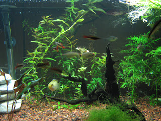 Ecco's Aquarium Blog: New 40 Breeder Planted Tank