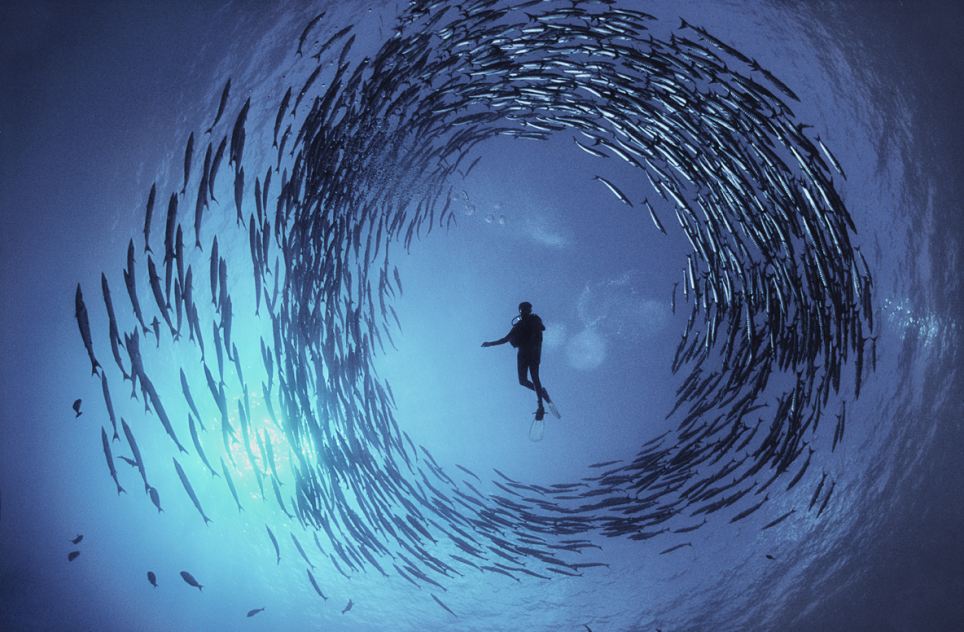 School of deep-sea diving: Breathtaking underwater photos capture ...