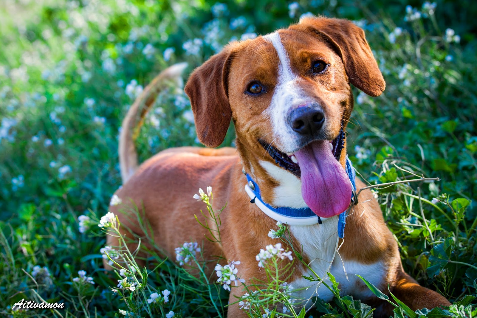 La Web de AITIVAMON: Fotógrafo de mascotas