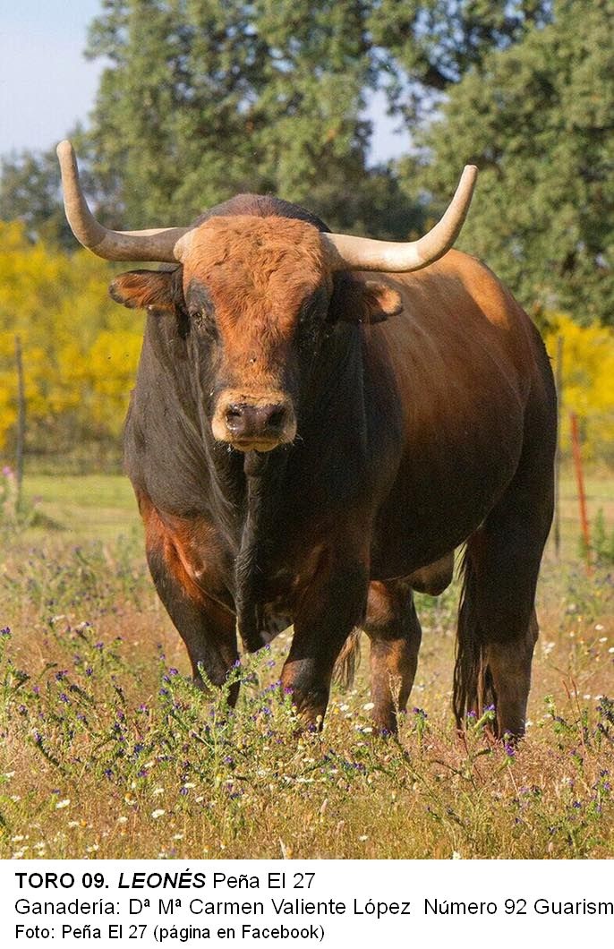 Sanjuanes de Coria: Toros