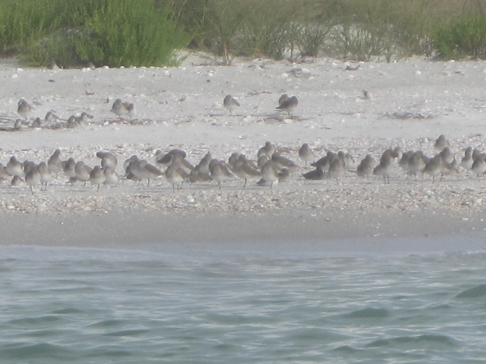 Dave's Yak Tales: Fort De Soto, Shell Key