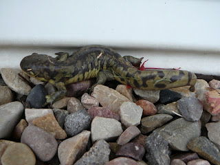 Dummerston Sightings: Utah: Tiger salamander and Praying mantis