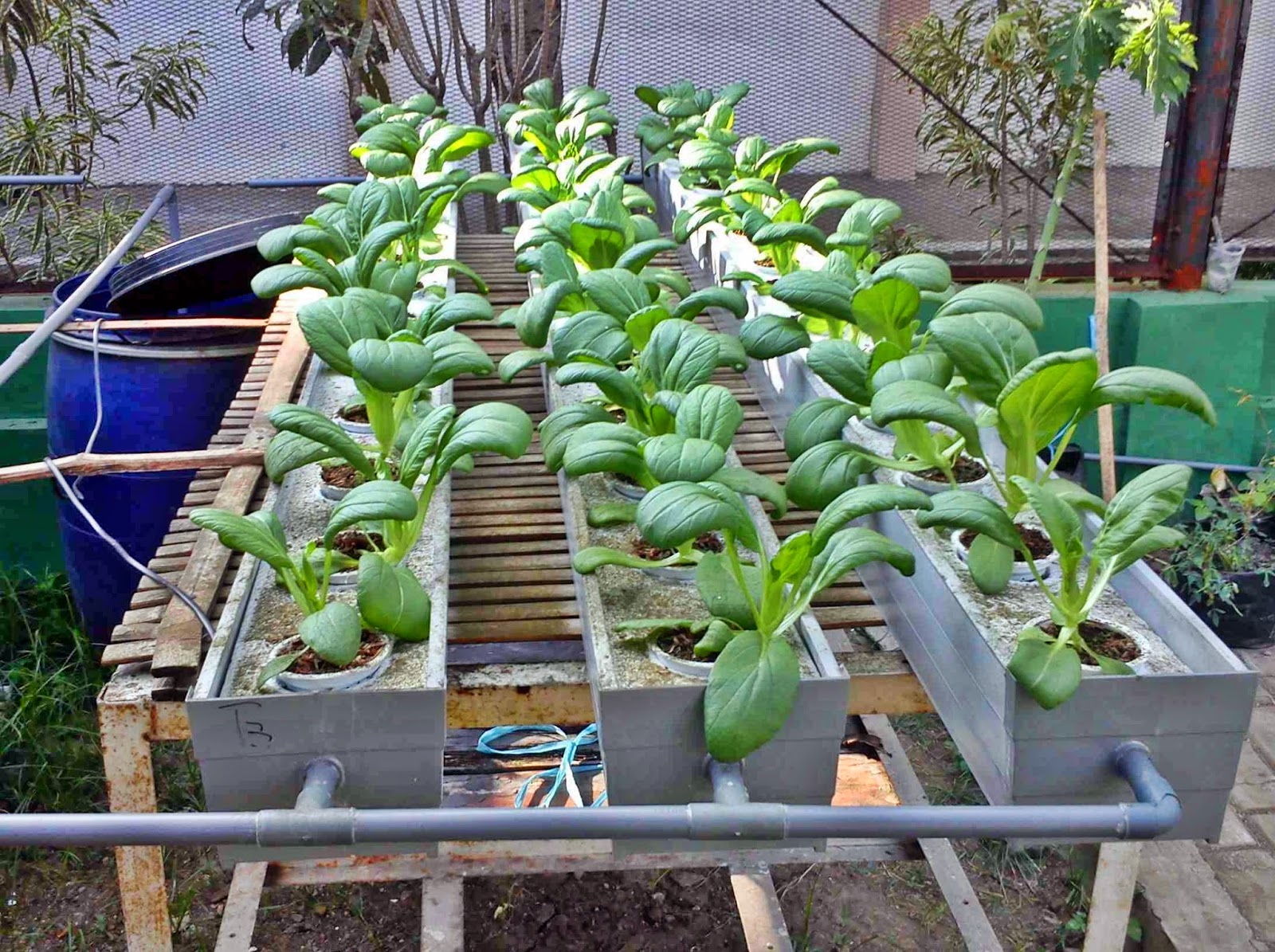 12 Cara Tanaman Hidroponik Di Rumah - TUKANG TAMAN SURABAYA - FLAMBOYANASRI