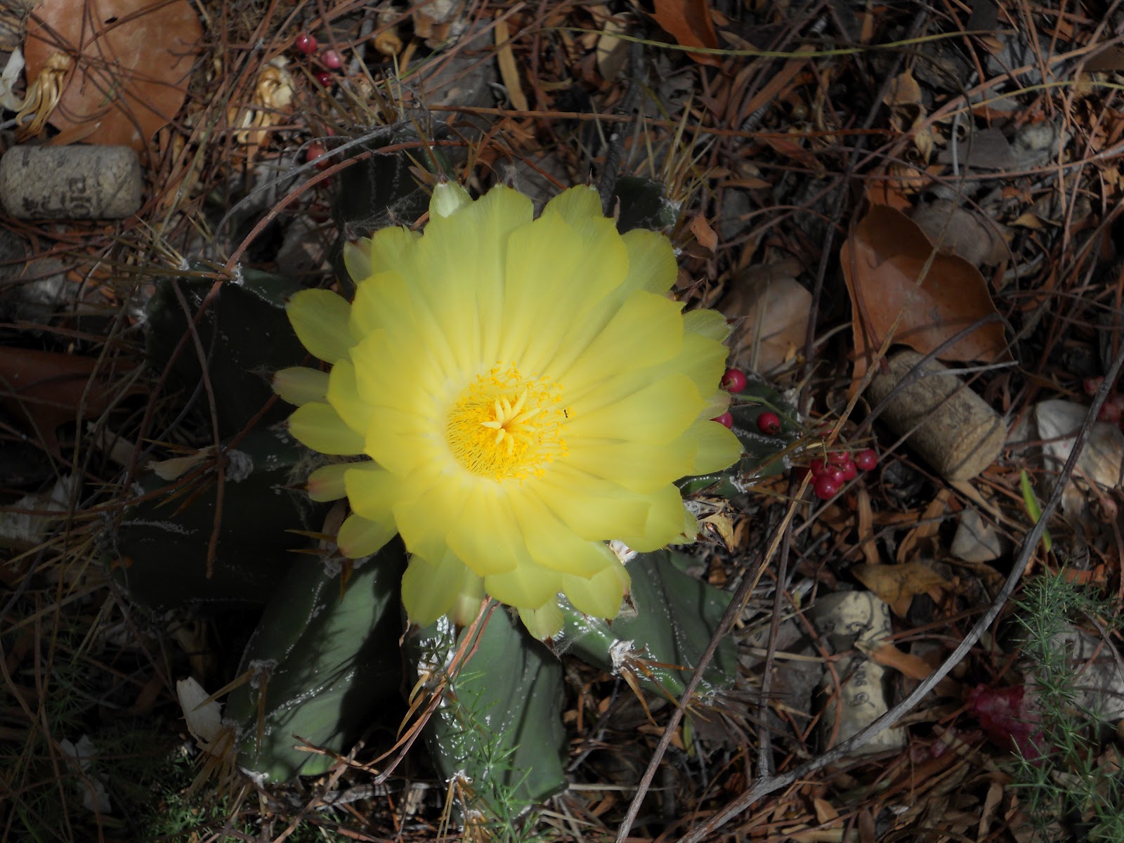 La luna de Ítaca: Cactus estrella, Astrophytum ornatum