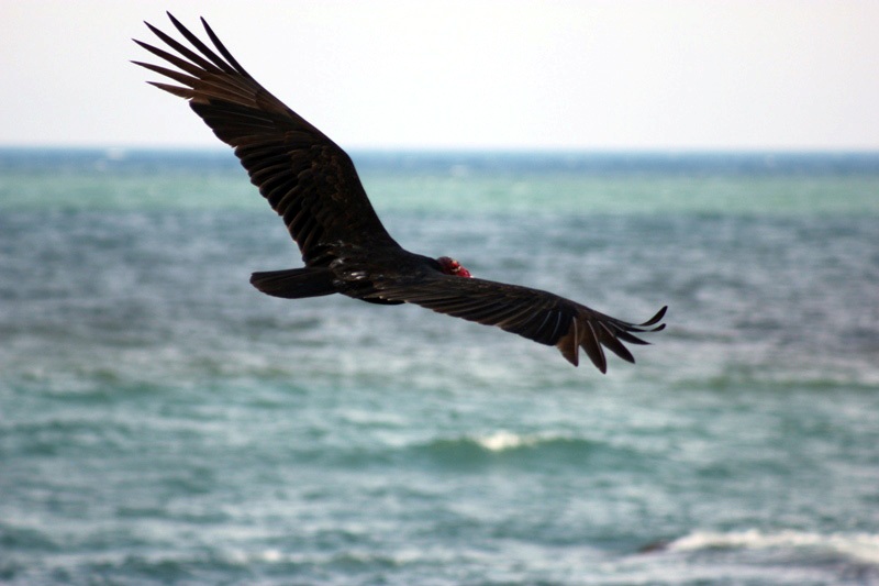 EL VUELO DEL TURPIAL