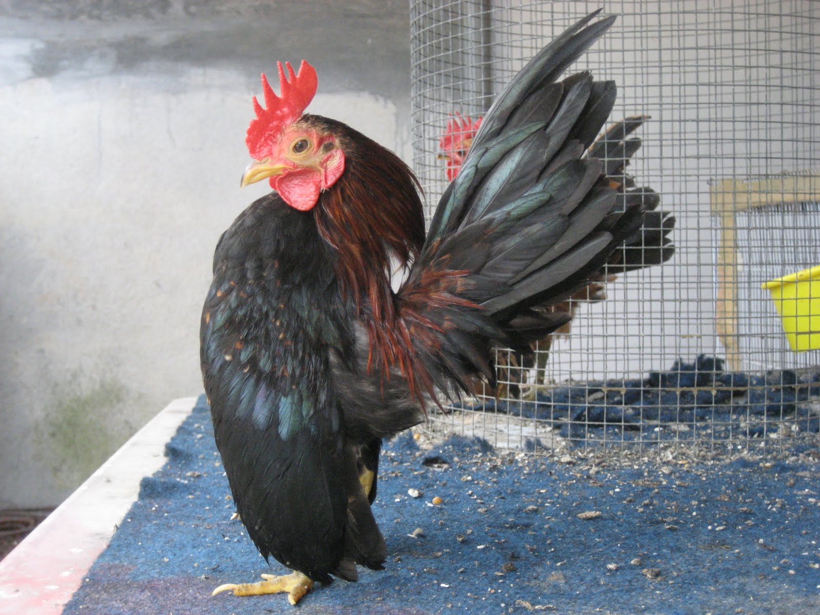 Lawi Emas Ayam Serama Farm (LEASF): Naga Hitam Menyelam di Tasik Biru