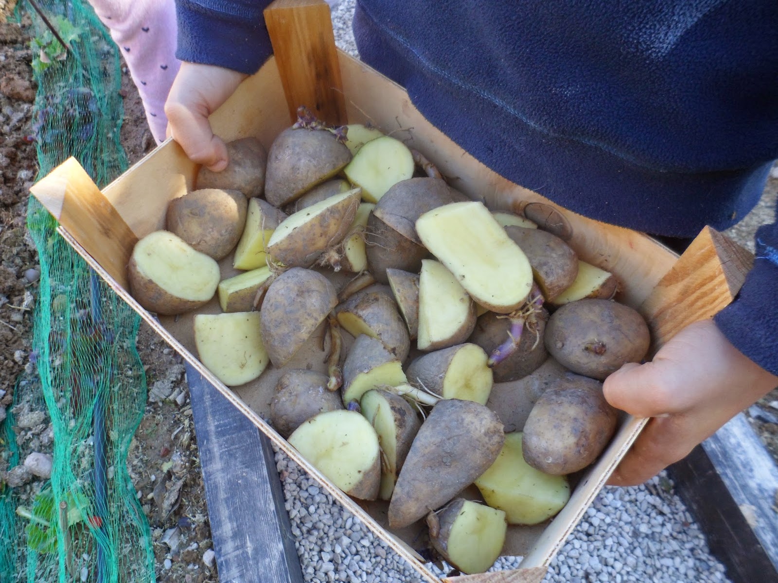 El bancalico del Cervantes: SIEMBRA PATATA SPUNTA