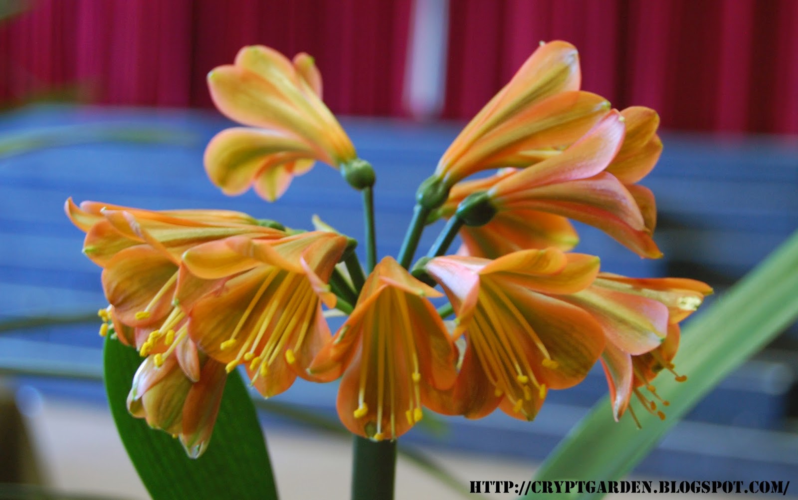 Clivia Breeding: Interspecific clivias