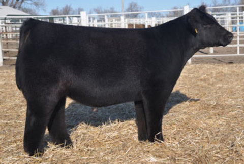 Lautner Farms: High Seller - Bushy Park Farms - I-80 Bull - $21,000
