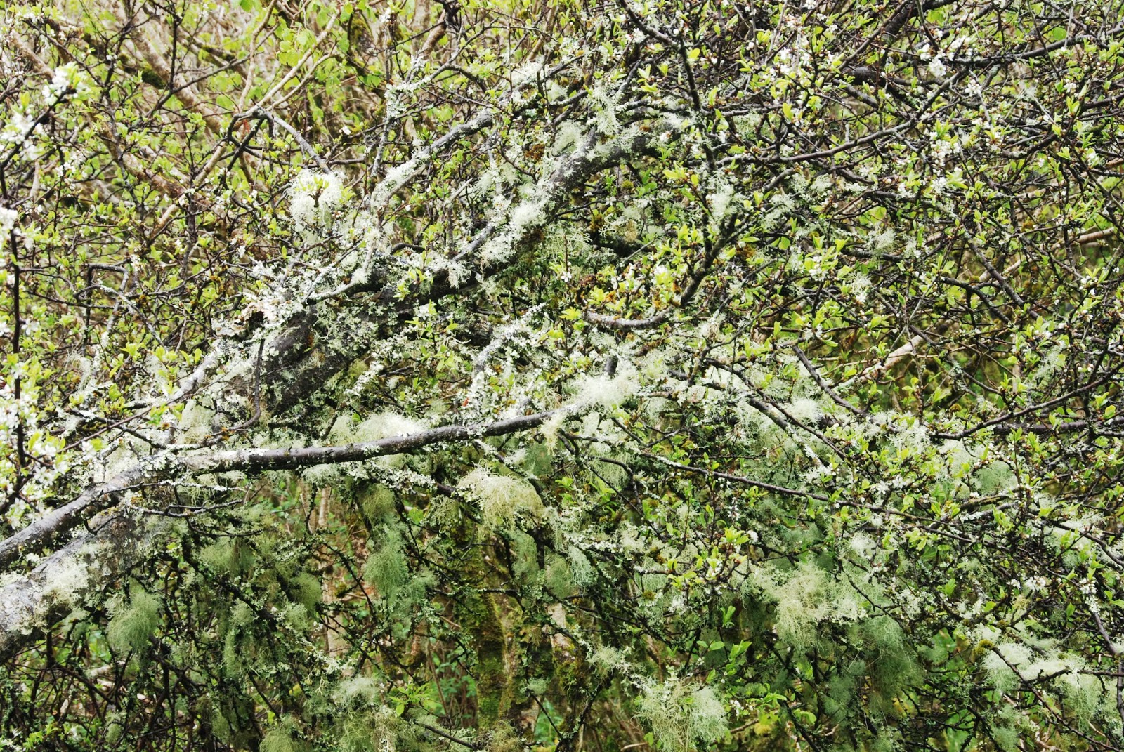 part-time Naturalist: Ballachuan - Atlantic Hazelwood