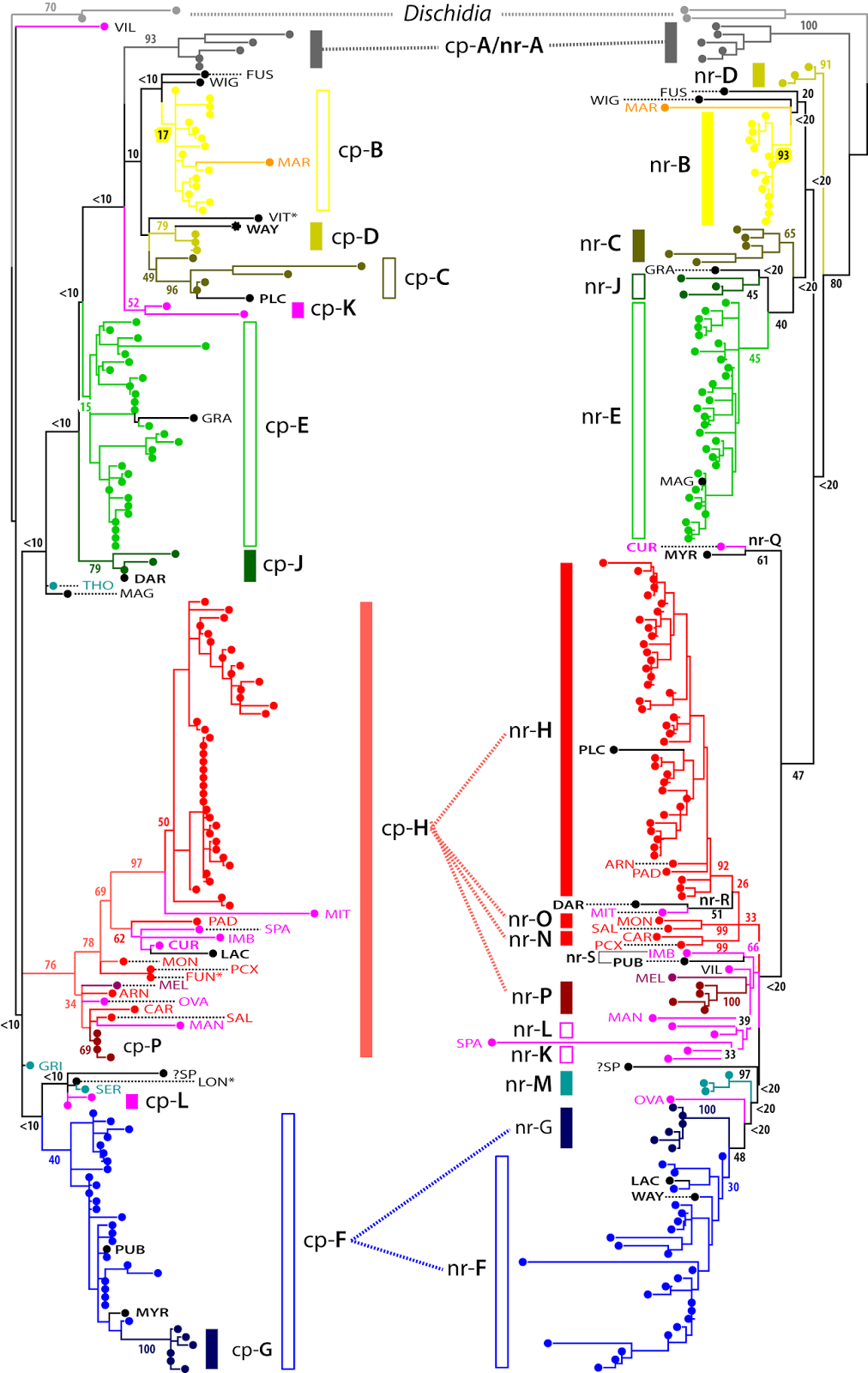 The Genealogical World of Phylogenetic Networks: Using median networks ...