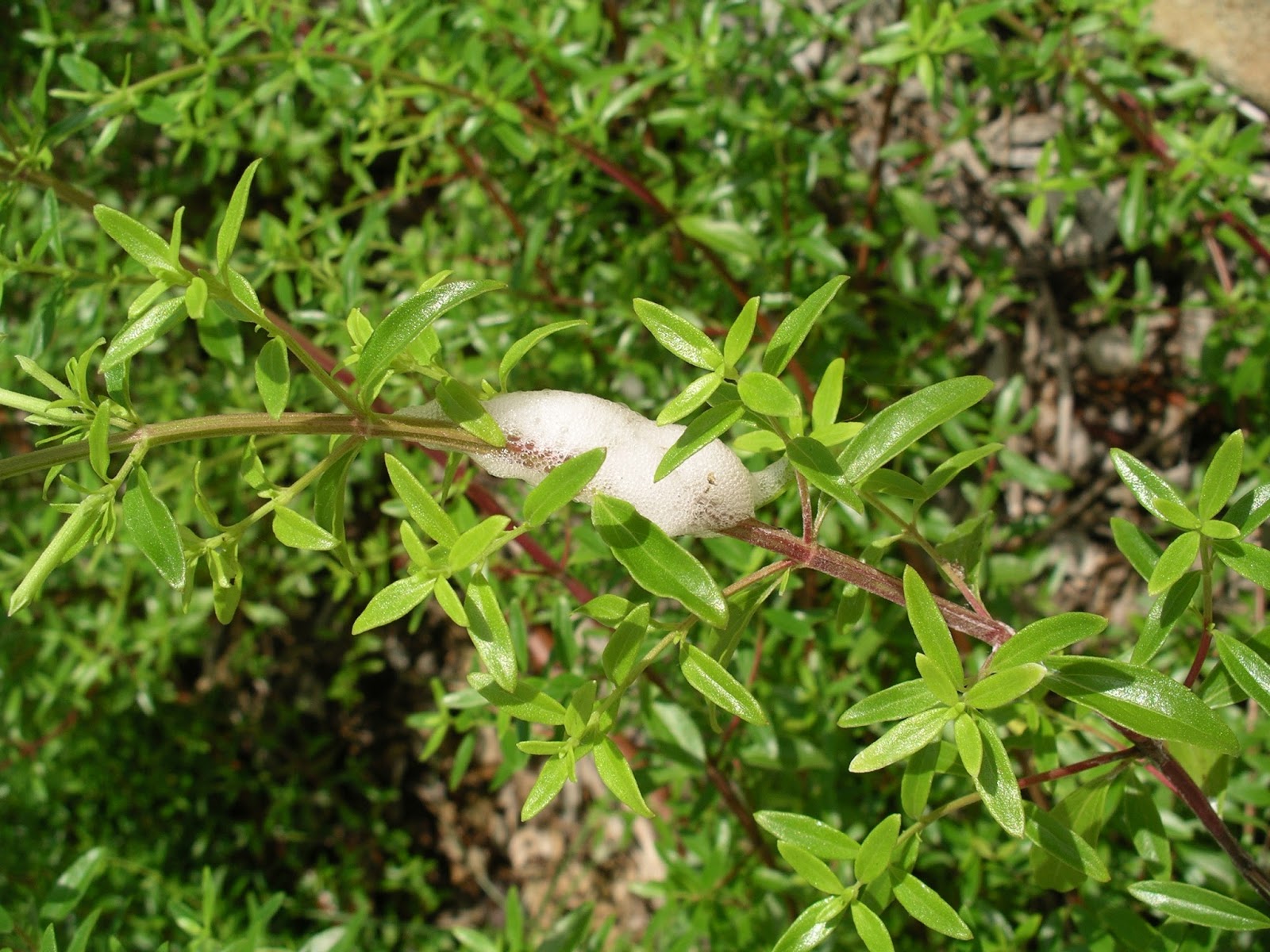 Urban IPM: Spittlebugs