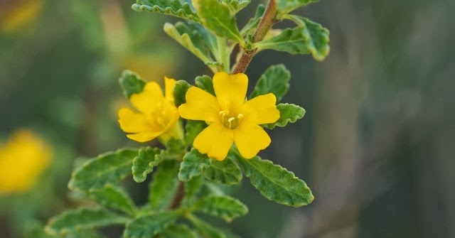 Flora de Puerto Rico Ilustrada Papo Vives: PASSIFLORACEAE- TURNERA ...