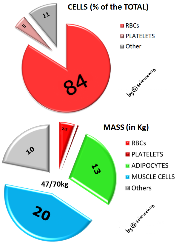 sciencemug sip science & laugh: BACTERIA vs HUMAN CELLS: 1 to 1 (FINAL ...