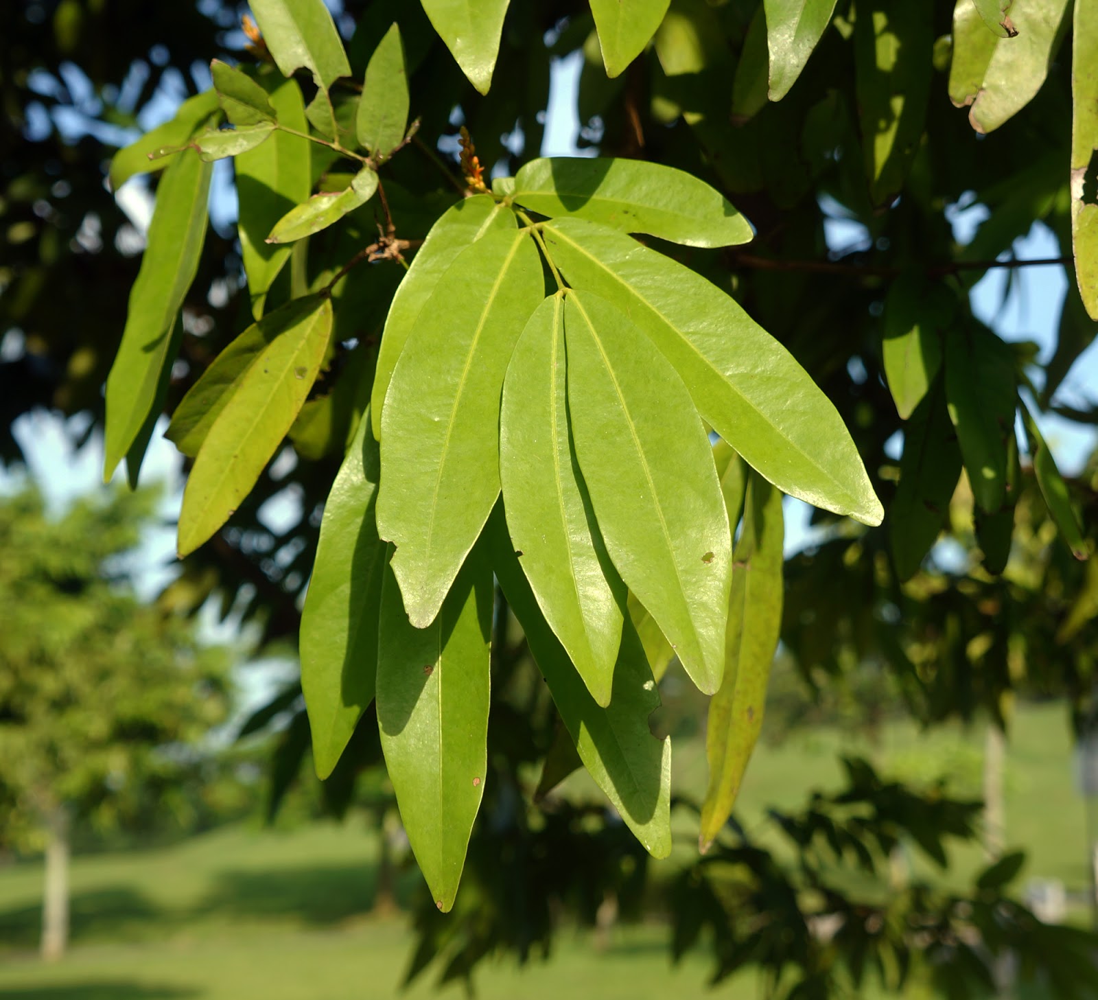 Riverine Parks: Saraca indica