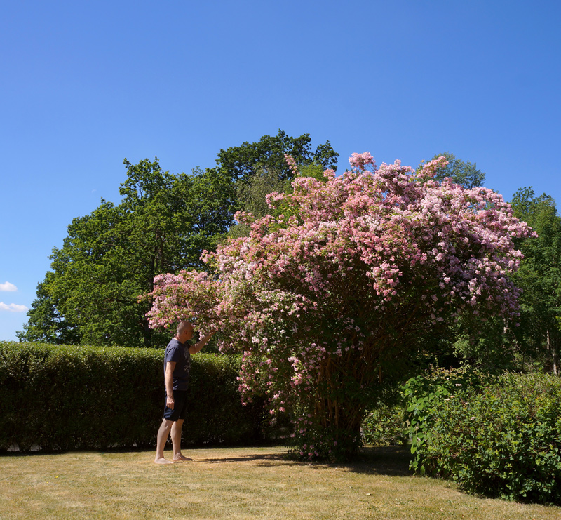 KulTur i Natur: Jag och min stora buske