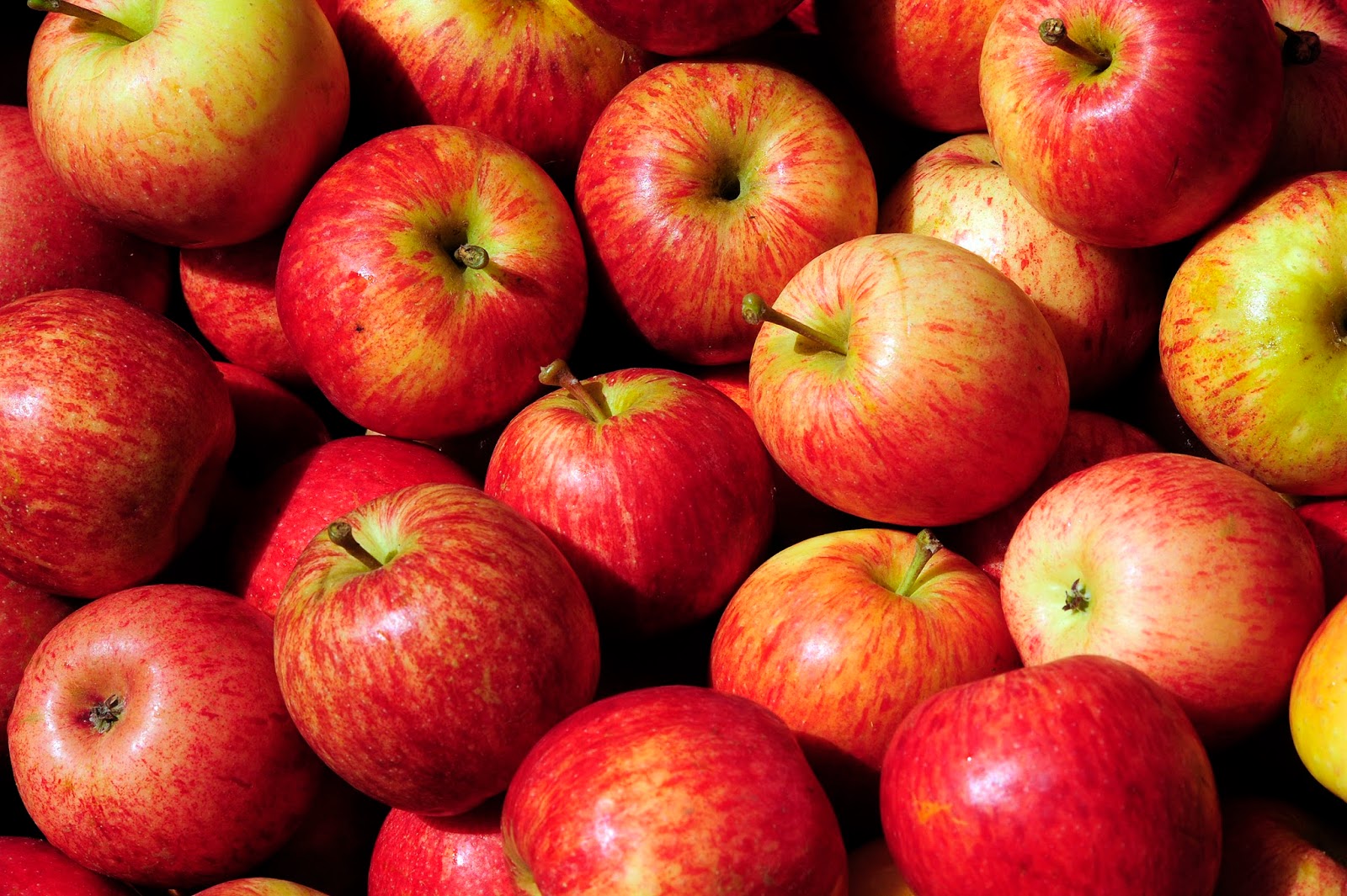 Terra Frutas Orgânicas: Maçã fuji. Orgânica, crocante e suculenta ...