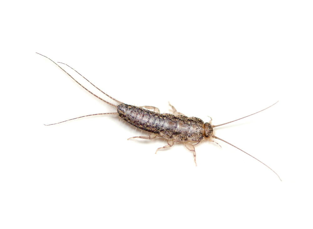 Earwigs vs. Silverfish - Do You Know the Difference?