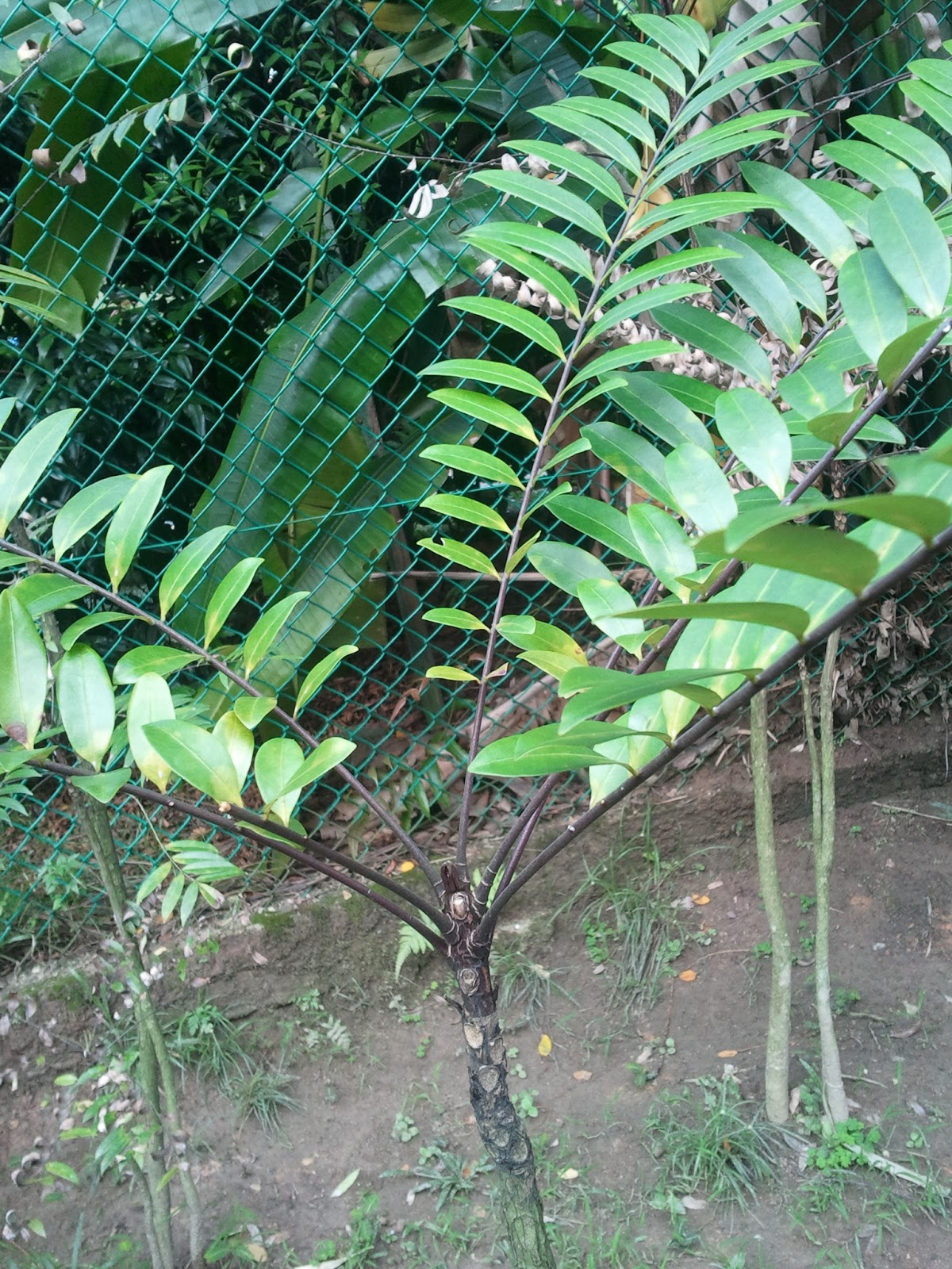 From Low Testosterone to High Testosterone: Long Jack